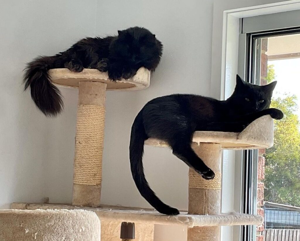 Multi Cat Households. Considerations and Potential Difficulties. With ...