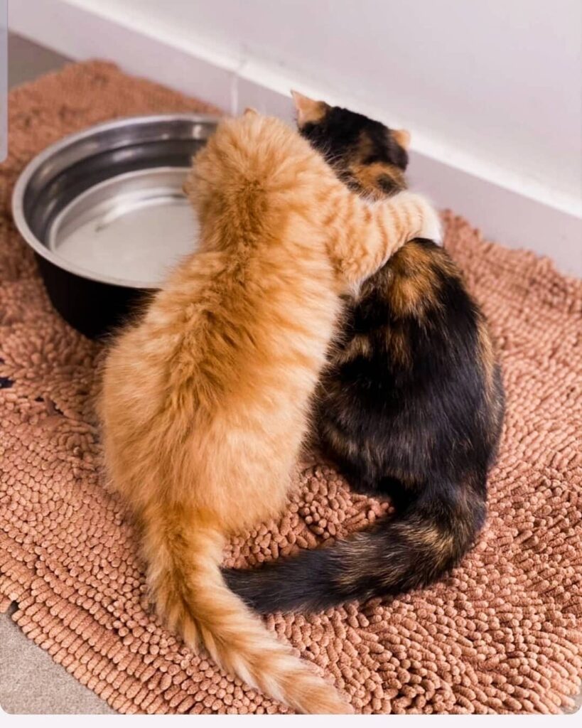 Multi Cat Households. Considerations and Potential Difficulties. With ...