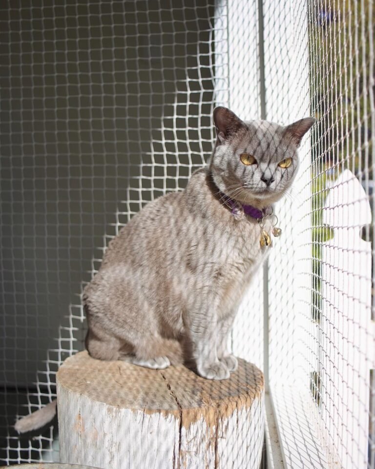 Noosa Cat Hotel & Woods For Cats Collaboration