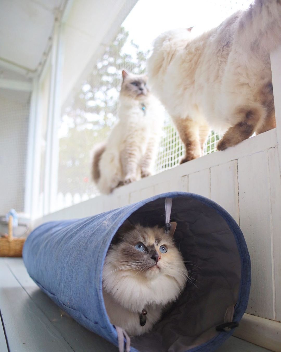 Noosa Cat Hotel & Woods For Cats Collaboration