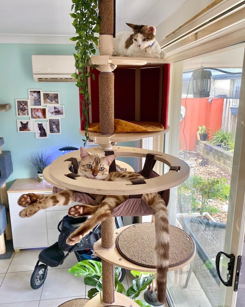 Compact cat trees for a multi-cat household
