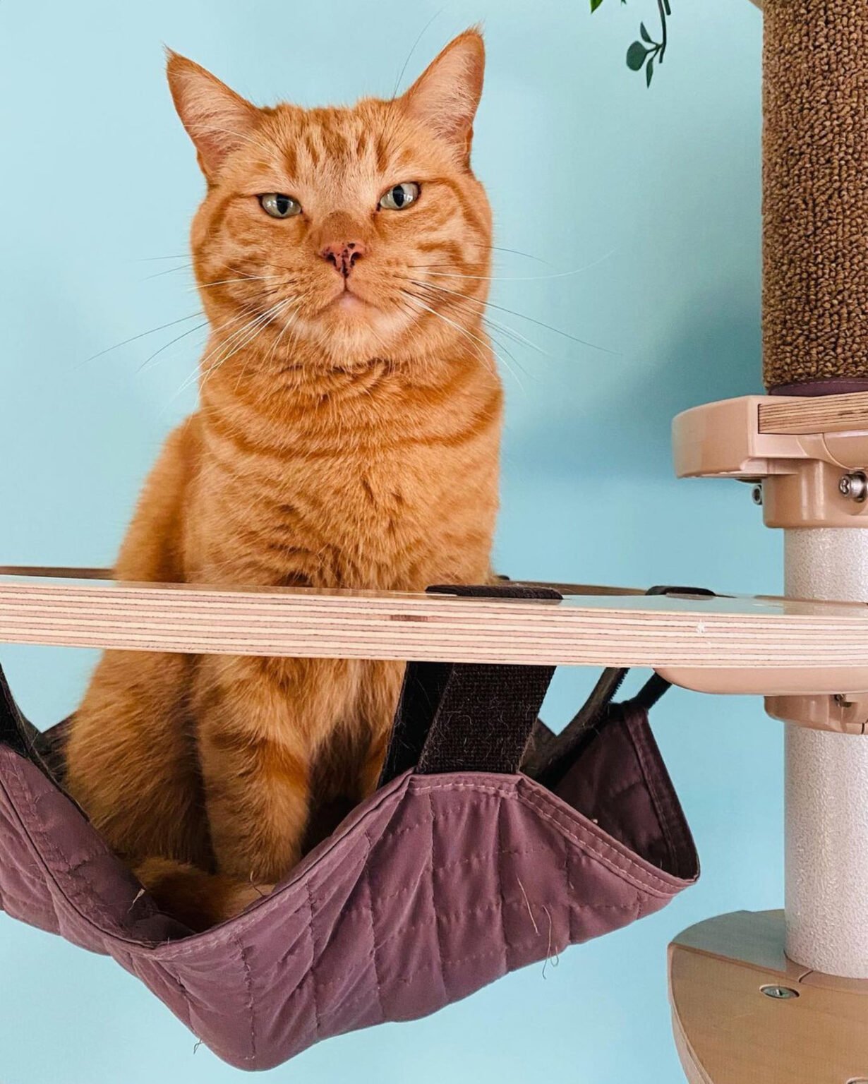 Compact cat trees for a multi-cat household